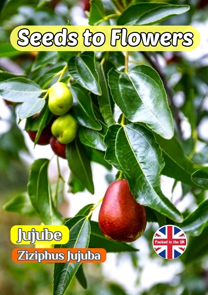 Ziziphus Honey Impact Of Floral And Geographical Origins On Honey