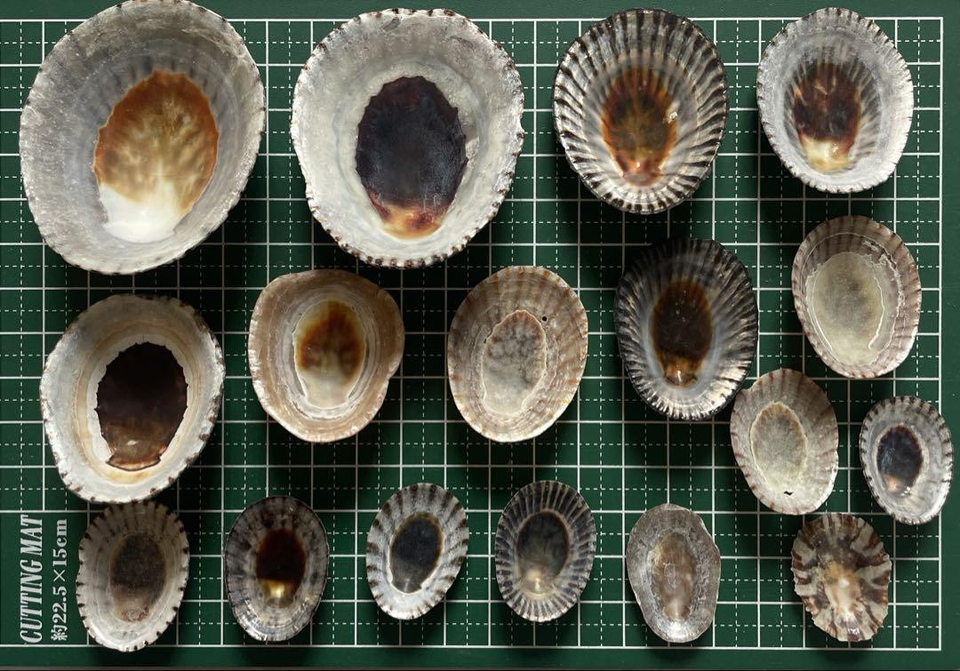 Limpets Natural Sea Shell Art Craft From Japan | eBay