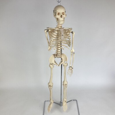 Educational Model Human Skeleton - 34” Long W Stand - Missing Right Arm ...