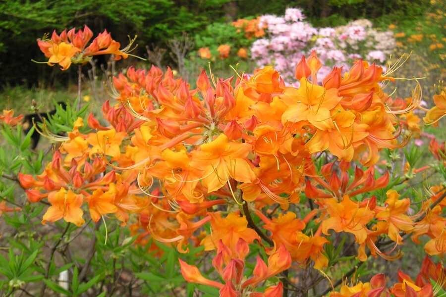 TIPSY TANGERINE~Aromi Azalea Rhododendron Deciduous SMALL Starter Plant ...