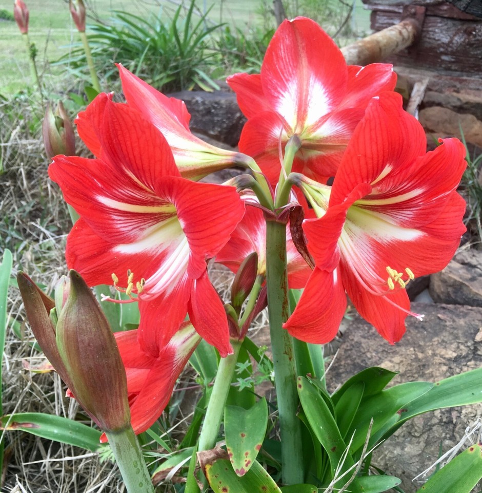4 bulbs - Hardy Amaryllis, Hippeastrum x johnsonii, St. Joseph's Lily ...