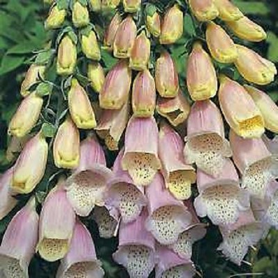 50+ FOXGLOVE DIGITALIS SPOTTED SILVER FOX FLOWER SEEDS / PERENNIAL | eBay