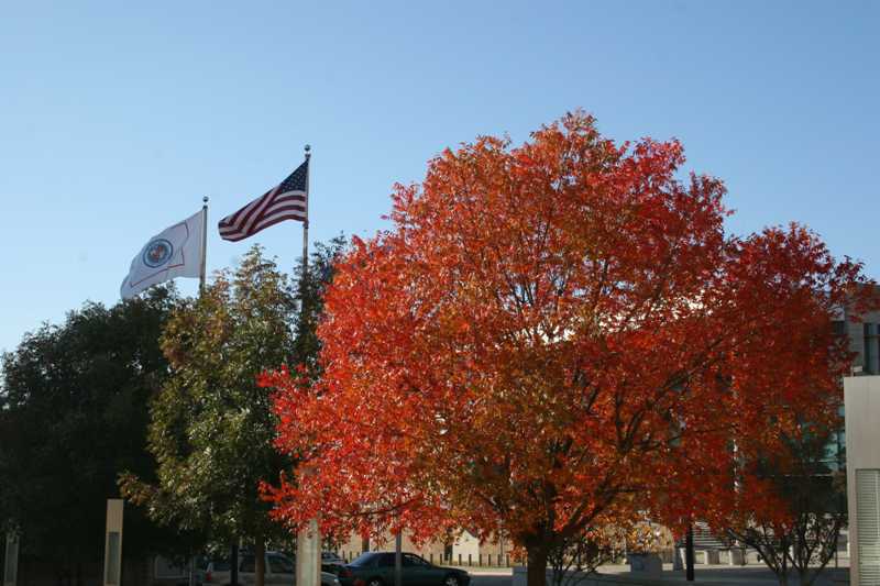 Chinese Pistache, (Pistachio) Pistacia chinensis, Tree Seeds (Fast ...
