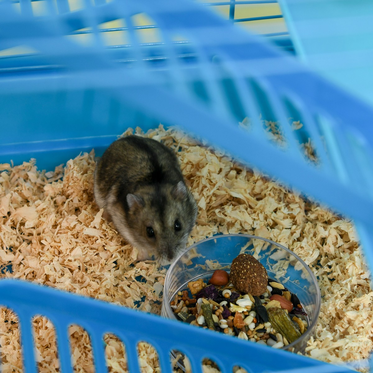 Russian Dwarf Hamster Cages
