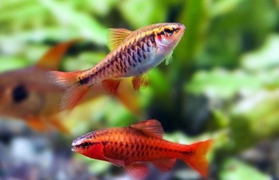 12 Large Cherry Barbs - Peaceful Schooling Live Fish FAST SHIP | eBay