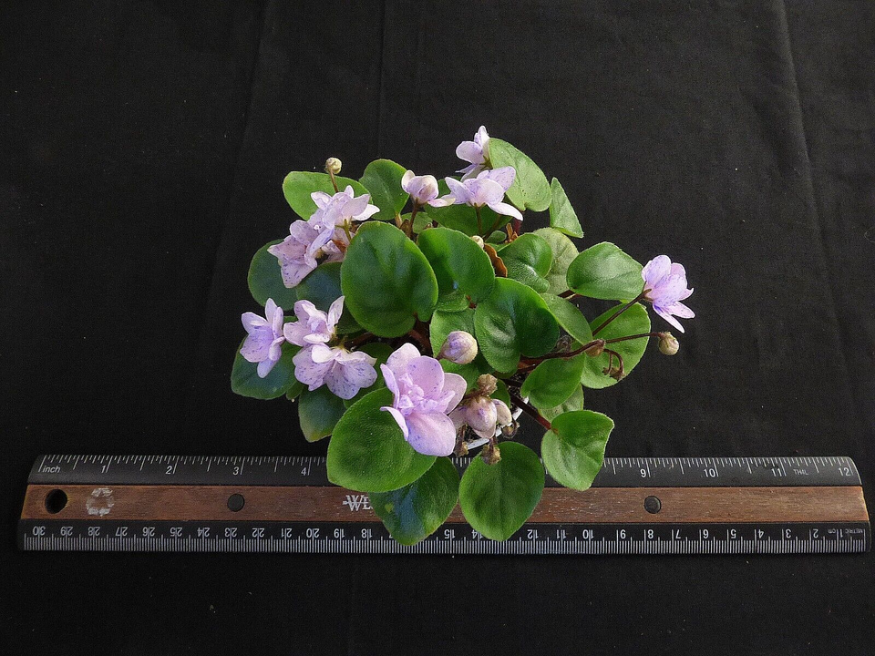 African Violet Plant "Rob's Boolaroo" | eBay