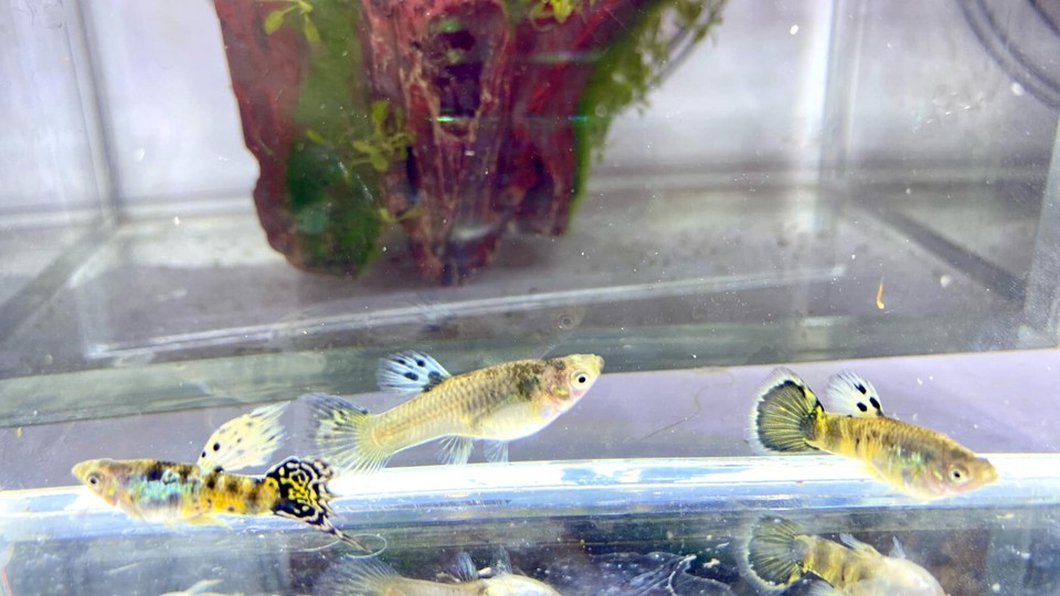 GUPPY YELLOW KING COBRA BREEDING PAIR LIVE FISH HIGH QUALITY USA | eBay