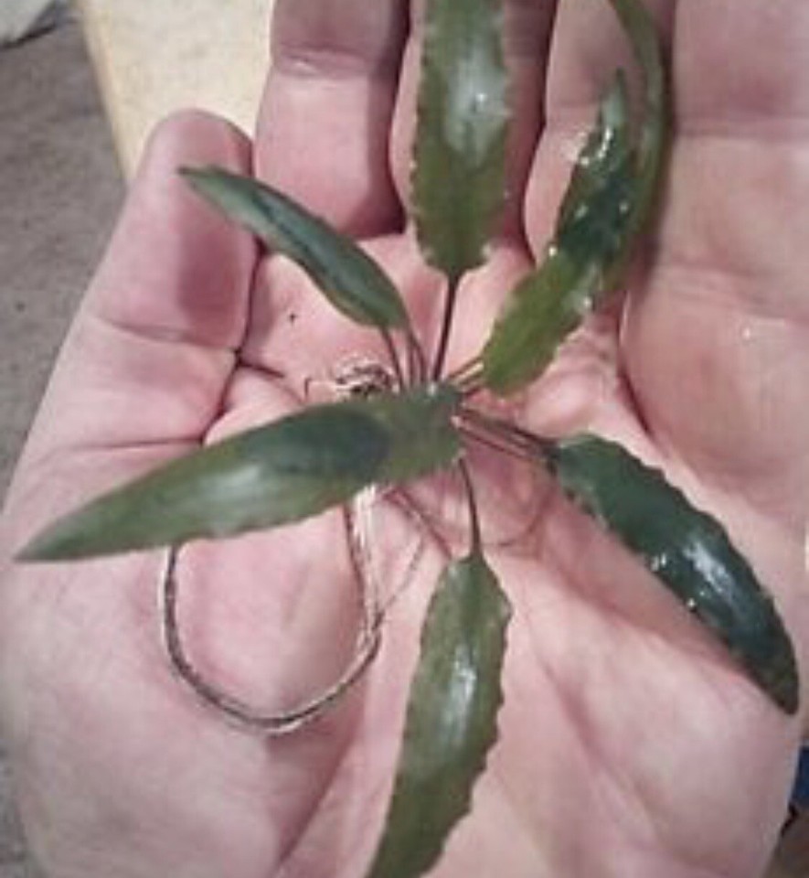 5 Pack Cryptocoryne Wendtii Red Crypt Wendtii Red Easy Live Aquarium ...