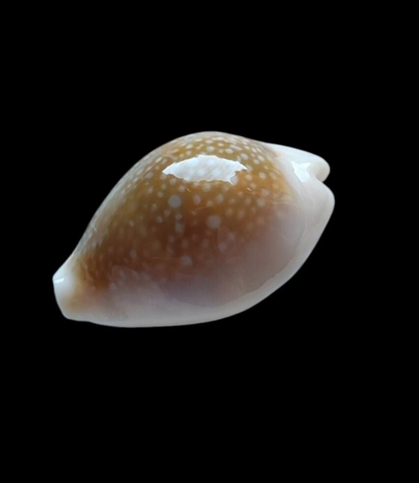 SHELL CONCHIGLIA CYPRAEA NARIA MILIARIS bonfantinii mm.28,3 n.var ...