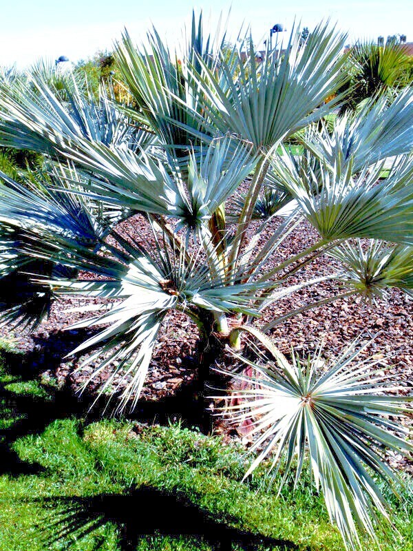 10 Mexican Blue Hesper Fan Palm Tree Seeds Grey Goddess Tropical Cold ...