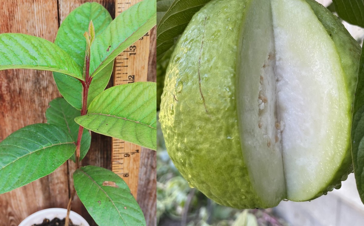 Guayaba Fruit Tree