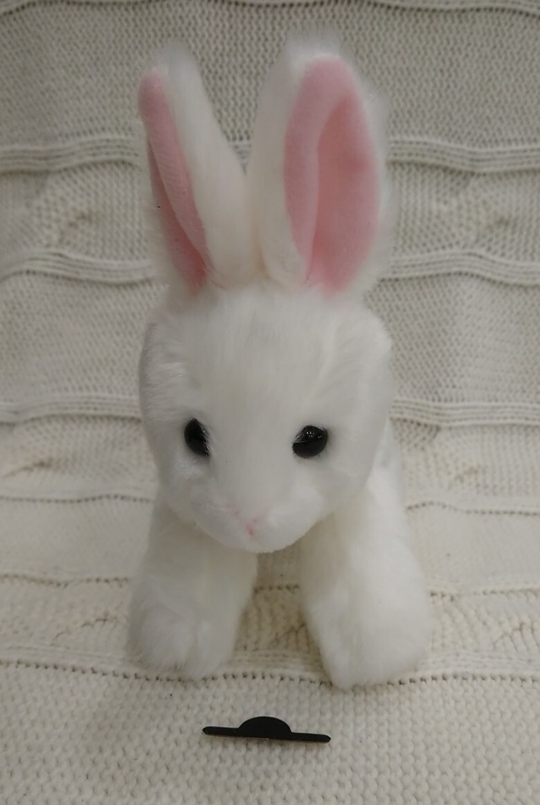 American White Rabbit