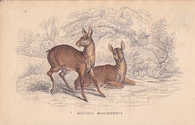 Moschustier Moschus moschiferus altkolorierter STAHLSTICH von 1837 | eBay