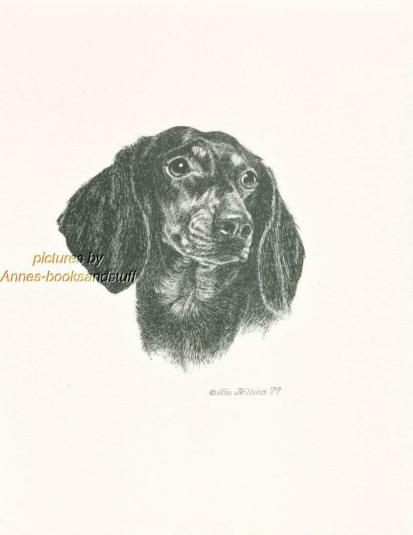 Black And Tan Dachshund Drawing