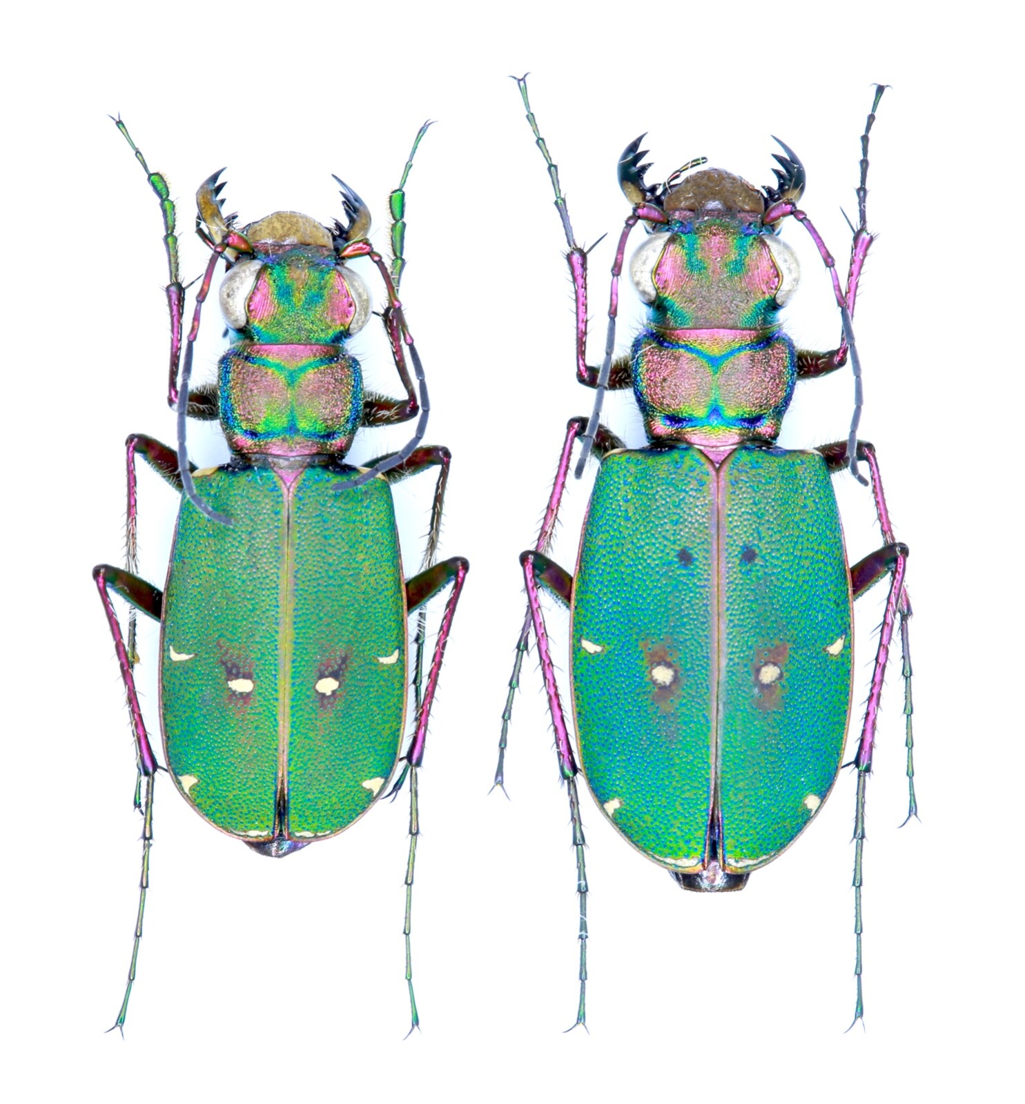 Cicindelidae, Cicindela campestris ssp. pontica Fisch., 1825, greenish ...