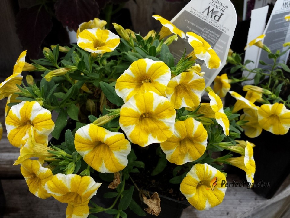 100 Seeds Yellow White Petunia Lemon Slice Superbells Calibrachoa ...