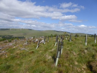 Photo 12x8 New tree planting on Litter Hill Hitteril Hill Deciduous ...