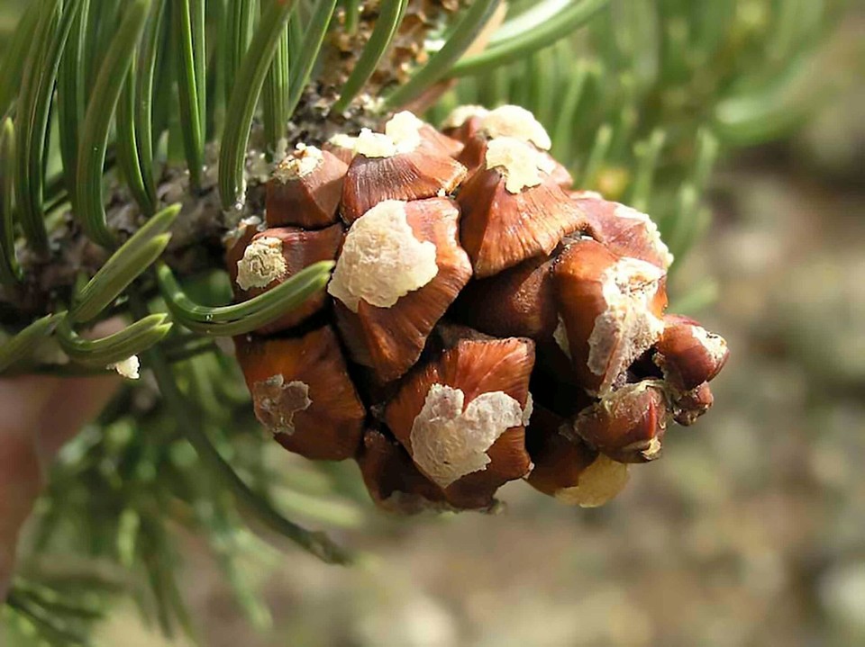 Blue Needled Pinyon Pine, Pinus cembroides monophylla, Tree Seeds ...