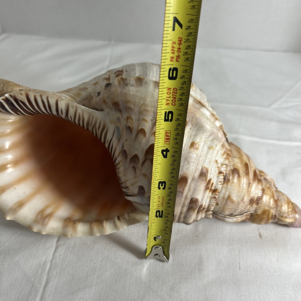 Large Triton Trumpet Charonia Tritonis Conch Sea Shell - 12" | eBay