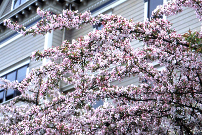HUPEH CRAB APPLE SEEDS - Malus hupehensis | eBay