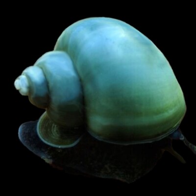 Blue Mystery Snail