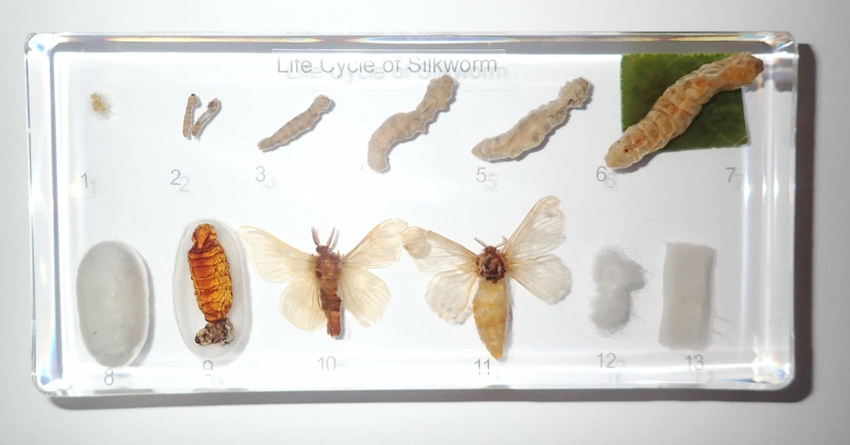 Silk Moth Life Cycle