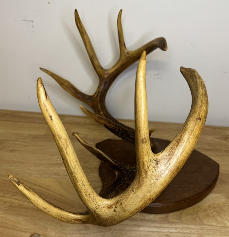 Wild 12 Point Whitetail Deer Antler Rack Skull Plate Mounted Decor Man ...
