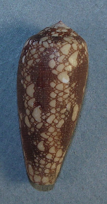CONUS OMARIA 38.41mm BEAUTIFUL RARE LOCALE SPECIMEN Jaluit Atoll ...