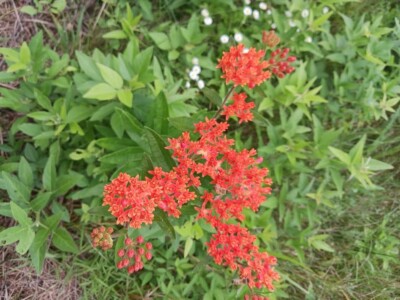 50 Orange Butterfly Weed Seeds (Asclepias tuberosa) Free Shipping | eBay
