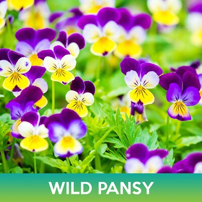 Wild Pansy Flower Seeds, Johnny Jump Up, Viola tricolor | eBay