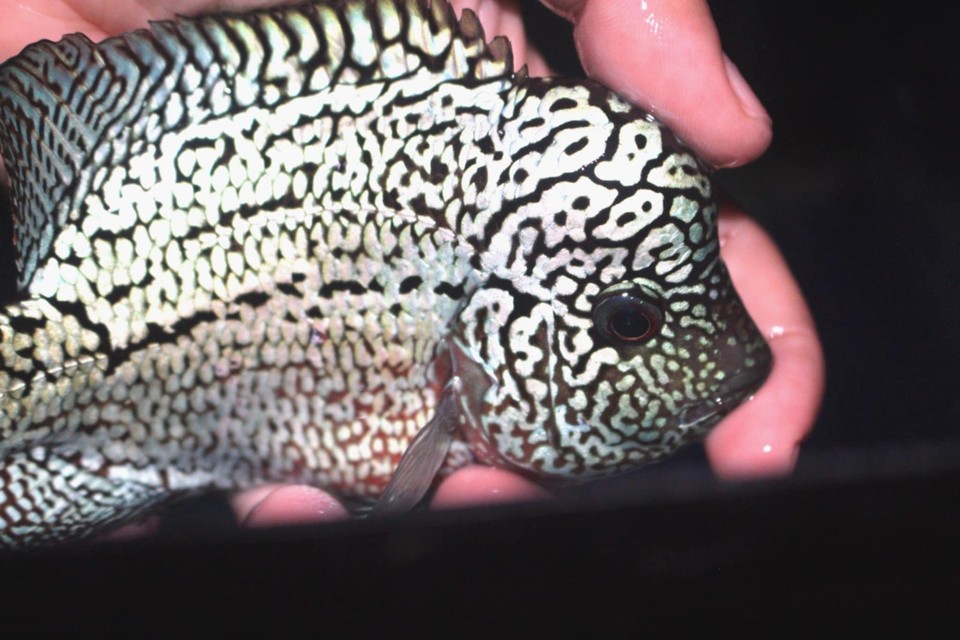 Super Rare Black Kamfa Flowerhorn | eBay