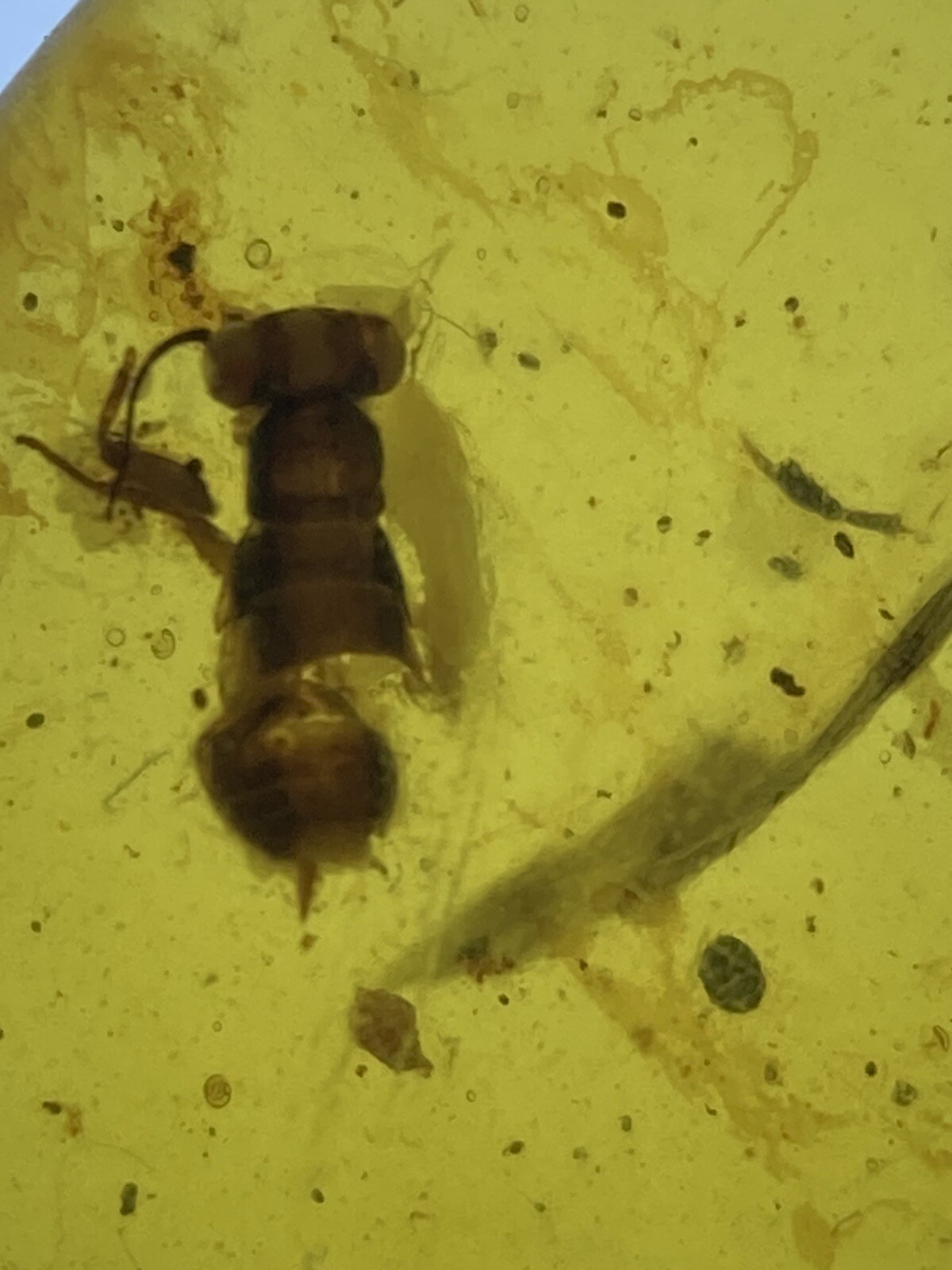 Young Alienoptera - Ultra Rare Fossil Inclusion in Genuine Burmite ...