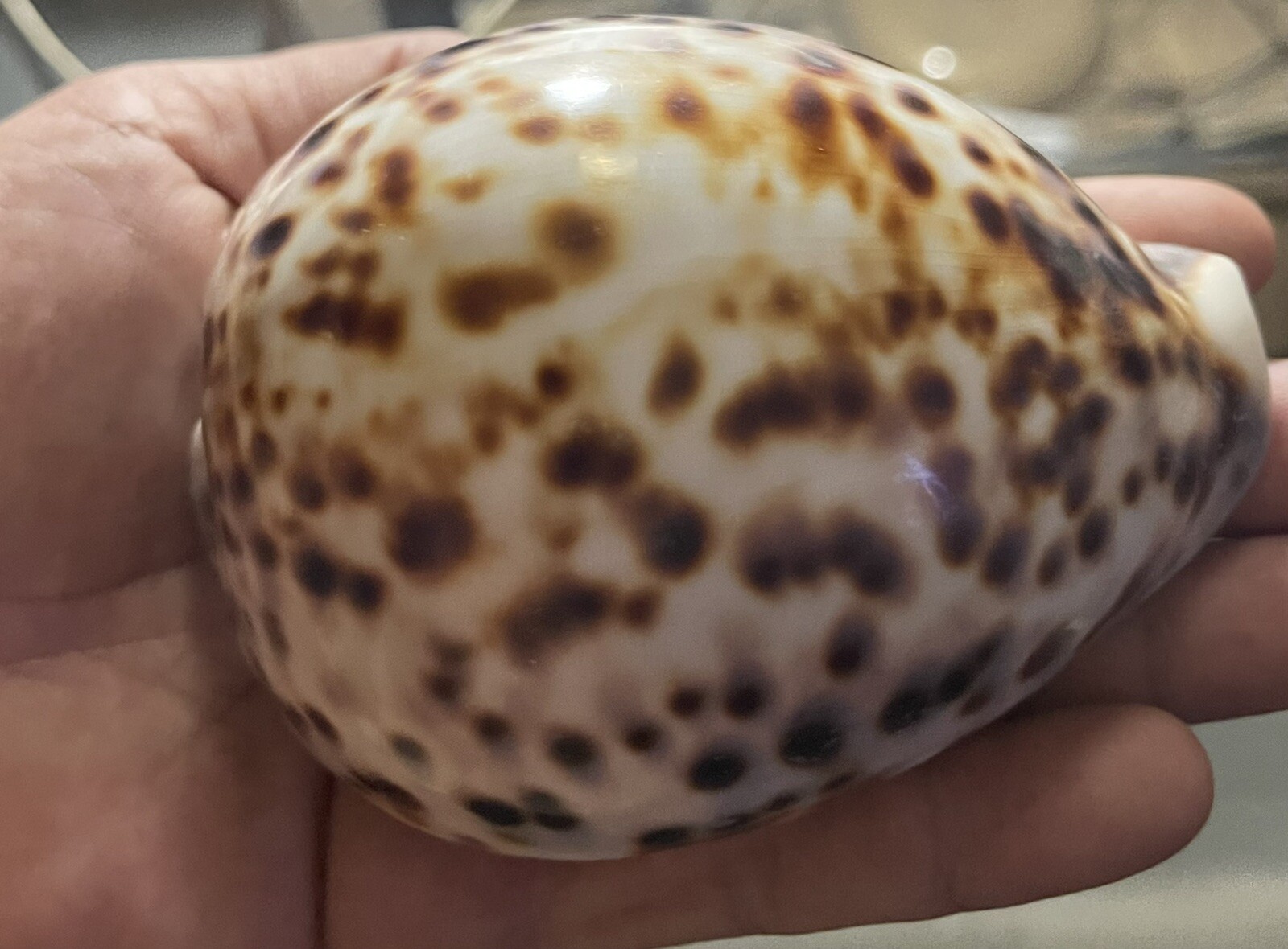 Giant Hawaiian Tiger Cowrie Sea Shell (Cypraea Tigris) Gigantic 111mm ...