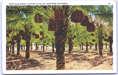 Postcard CADate Palm Grove Coachella Valley Southern California K4 | eBay