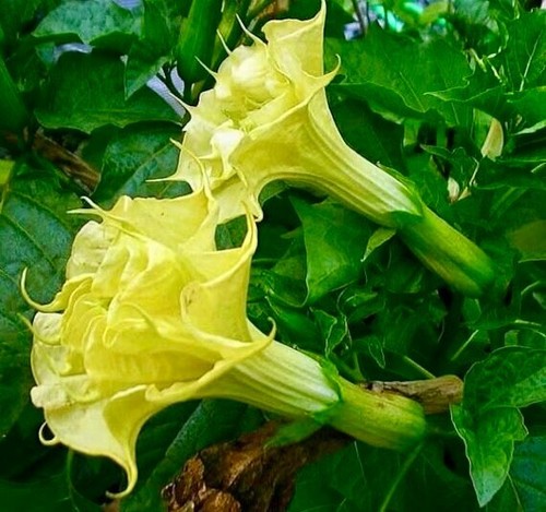 Double Datura Golden Queen Seeds ~ Devil’s Trumpet ~ Datura Metel ...
