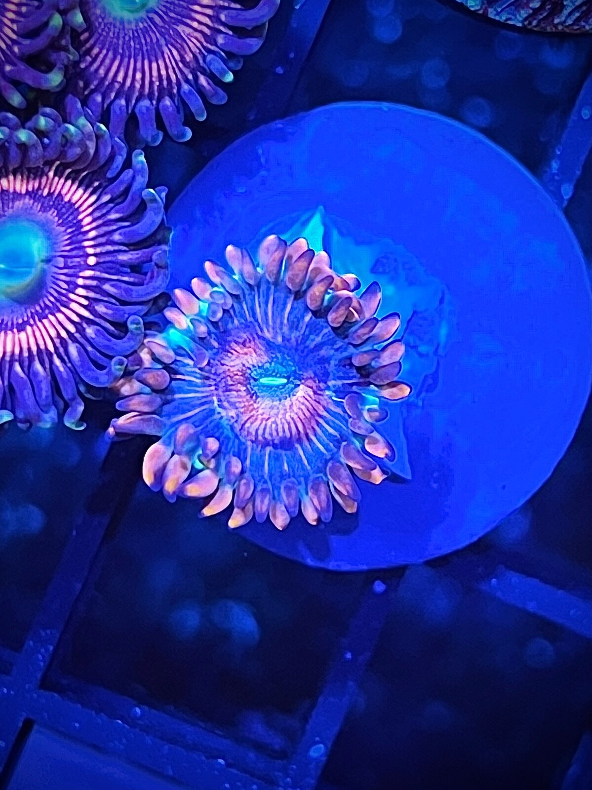 Seduction zoas Coral King Wysiwyg live coral frag | eBay