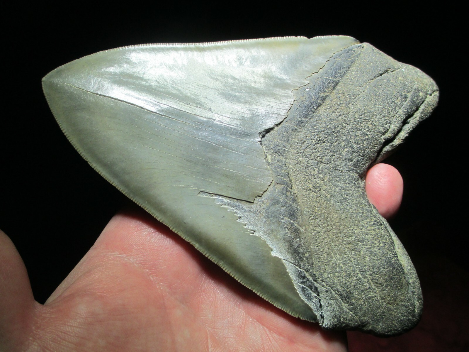 6 Inch MEGALODON SHARK Tooth Fossil - SERRATED - MONSTER SIX BEAST - 1 ...