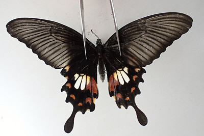 PA16502. Insects, butterflies: Papilio sp. Central Vietnam. | eBay