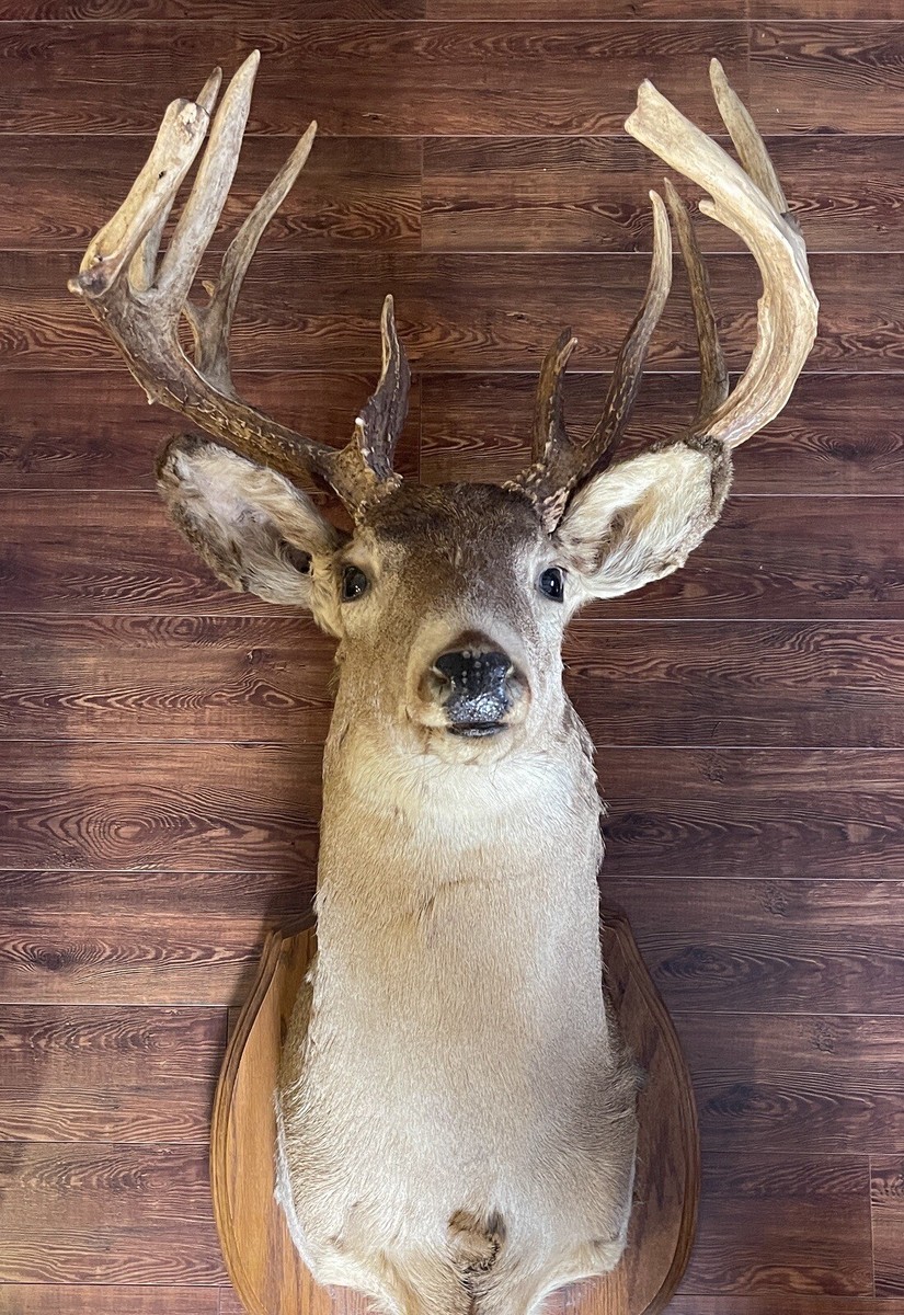 Whitetail Deer Eyes Pro Tips: Hunting Whitetail Deer In The Rain