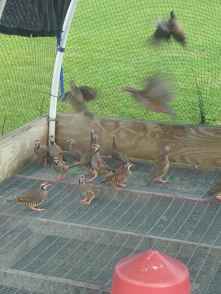 57+ Fertile Chukar Partridge Hatching Eggs | eBay