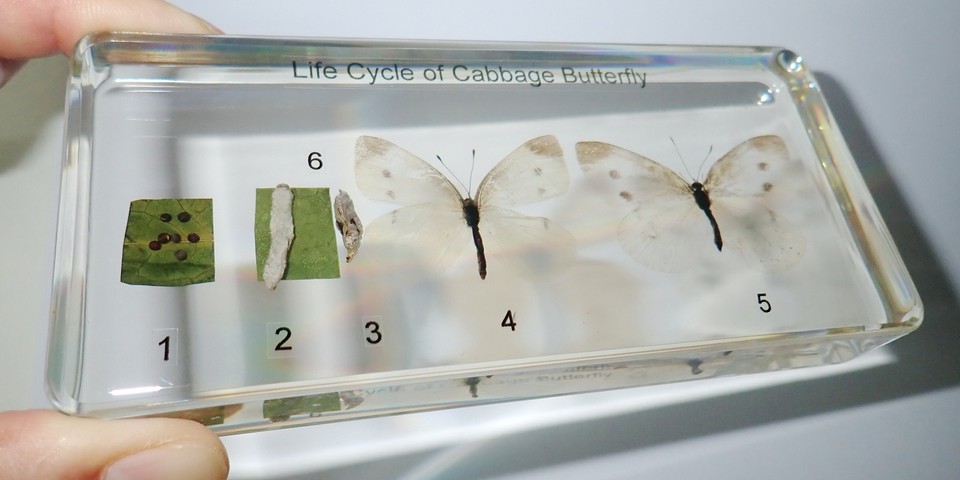 Cabbage White Butterfly Life Cycle Set 6 Labels Clear Block Education ...