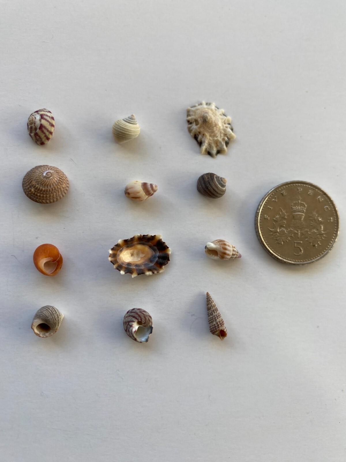 30 Miniature Sea/Beach Shells Small/Tiny/Miniscule Dolls House/Crafts 1 ...