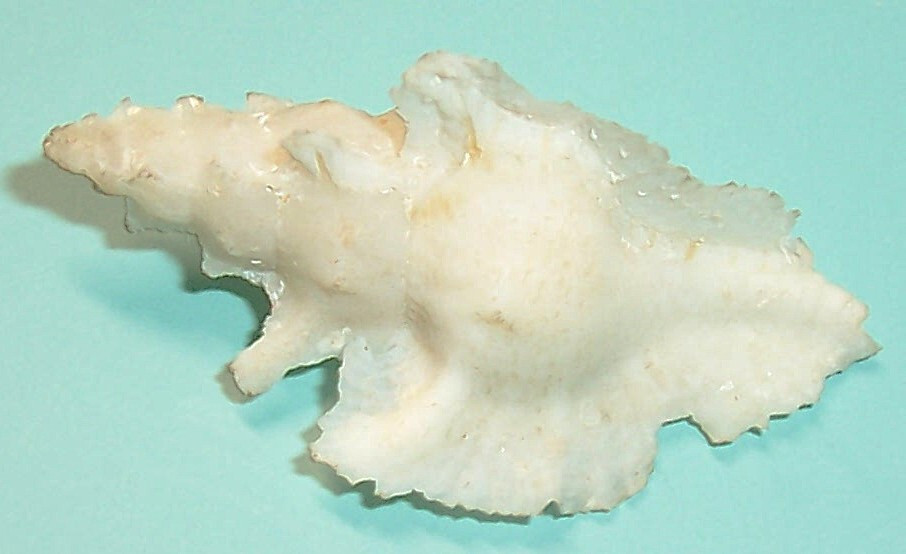 40.0mm Murex Pterynotus Pterochelus westralis Shell w/ Data from ...