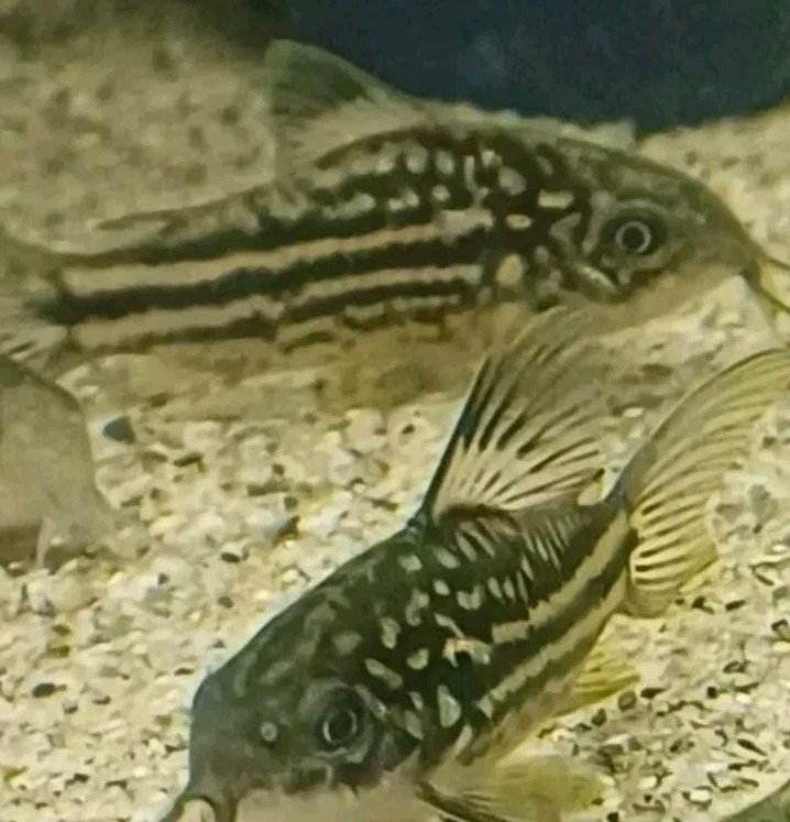 Aquarium Real Decor Napoensis Corydoras One Off Deal All Must Go ...