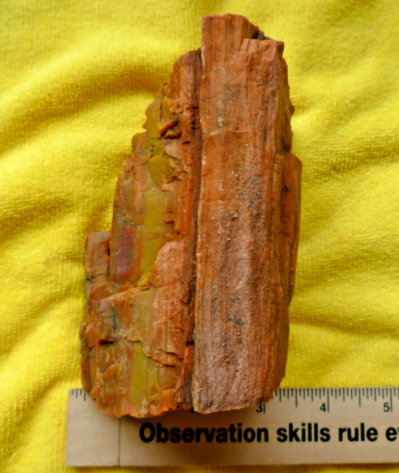 Arizona Rainbow Petrified Wood Natural State Beautiful Limb w/ Bark 2 ...
