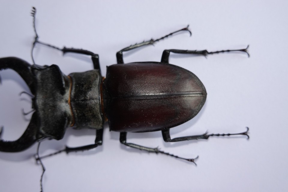 lucanus cervus cervus 85,50mm!!! XXL Spain | eBay
