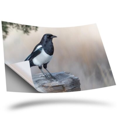 1 x Vinyl Sticker A2 - Magpie Bird Animals Birds #8765 | eBay UK