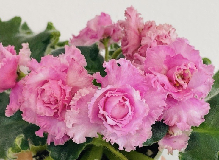 African Violet plant. Jessica. Large Starter plant. Unusual blooms ...