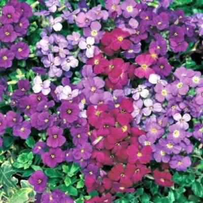 6 x Aubretia plug plants uk grown mixed colours | eBay UK