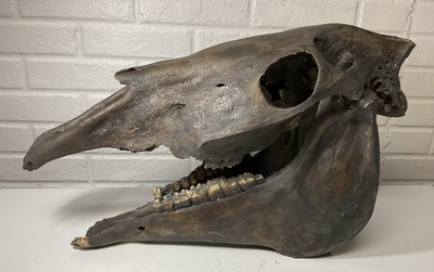 Ice Age Horse Skull Mounted - Pleistocene Equus | eBay